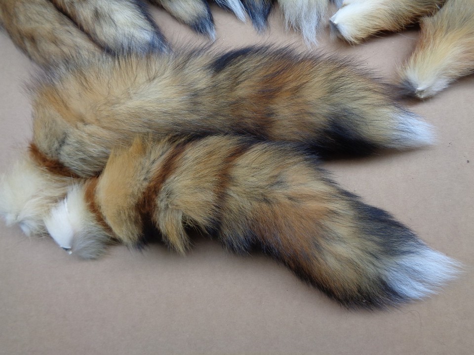 #1 Quality XL Tanned Red Fox Tails/Crafts/Real USA Fur Tails/Harley ...