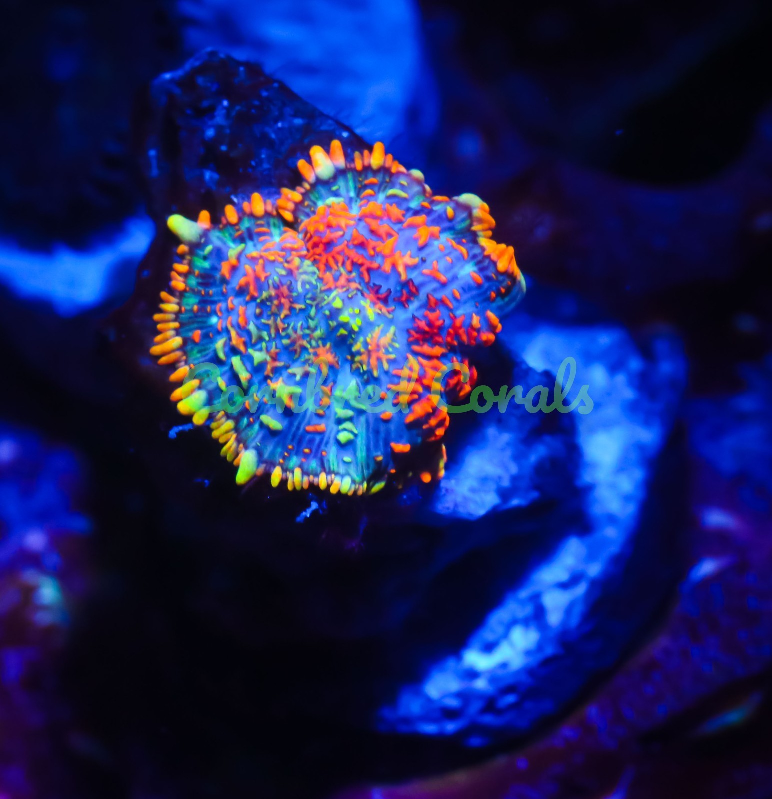 Cornbred's Rainbow Starburst Mushroom - WYSIWYG - Frag - LIVE CORAL | eBay