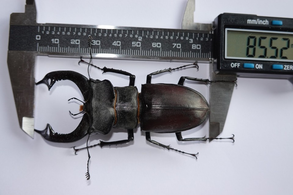 lucanus cervus cervus 85,50mm!!! XXL Spain | eBay