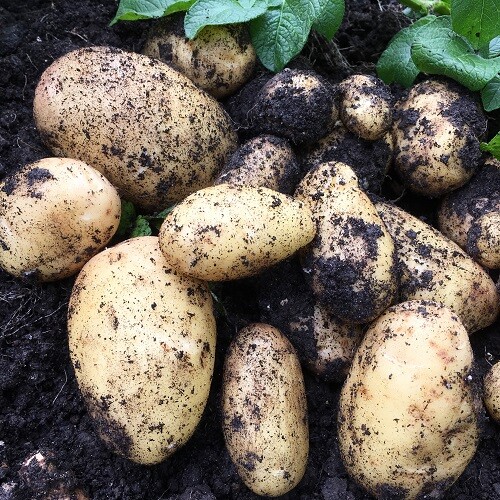 Seed Potatoes 70+ Varieties - Scottish Basic Seed Potatoes X20 Tubers ...