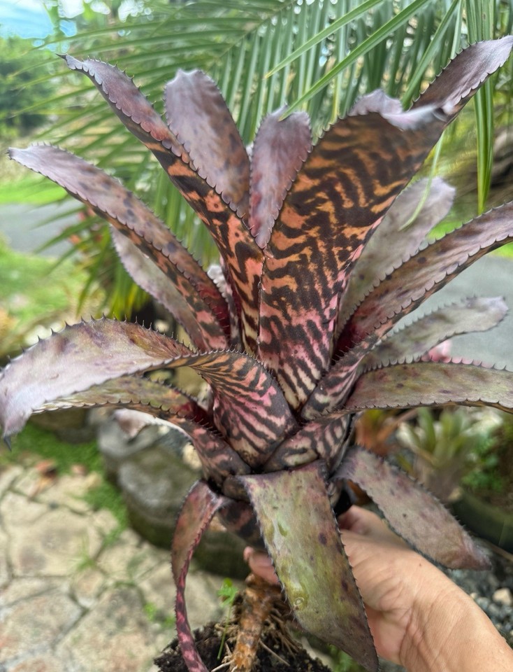 Aechmea Orlandiana ‘Bert F2 ‘ Bromeliad | eBay