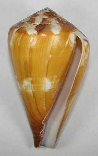 CONUS VEXILLUM 109.90mm SUPER CHOICE RARE SPECIMEN Western Australia | eBay