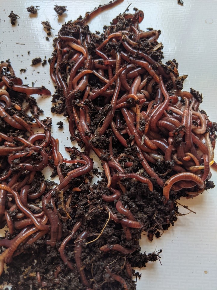 200 Live Red Wiggler worms, FREE Shipping! Composting Worms--No Blues ...