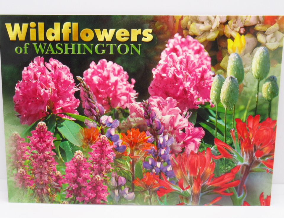 Washington Wildflowers Postcard Smith-Western Floral Nature Scene ...