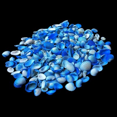 Blue Ark White Shells For Crafts Art Decor Natural Sea Shell approx.90 ...