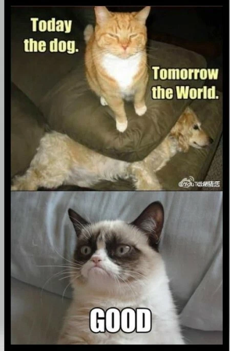 Grumpy Dog With Captions