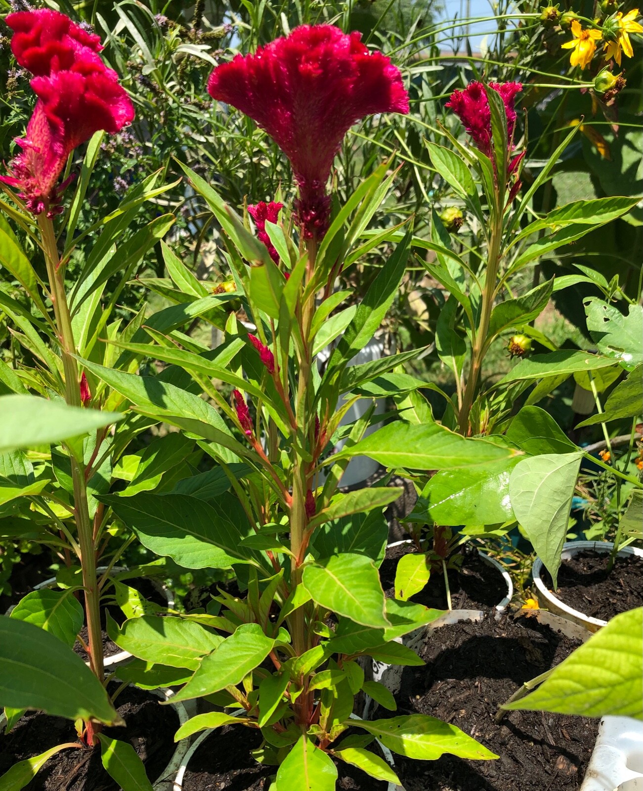 FRESH SEEDS Organic Giant Celosia Cristata Fuchsia Amish Cockscomb ...