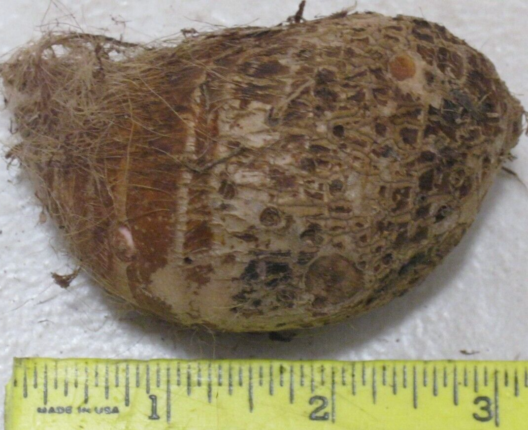 3 Taro Large 3" Roots Bulb Edible Tropical Elephant Ear Edible Live ...