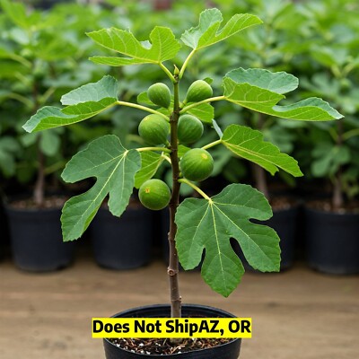 Little Miss Figgy Fig Tree Live Plant Ficus Carica Fruiting Outdoor 3 ...