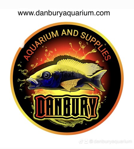 Green Phantom L200 Pleco MD/LG 3”-4”live fish | eBay