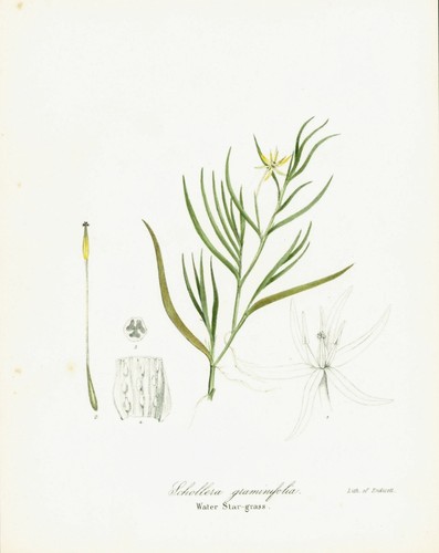 ANTIQUE BOTANICAL PRINT - AQUATIC WATER STARGRASS - COLOR LITHOGRAPH ...
