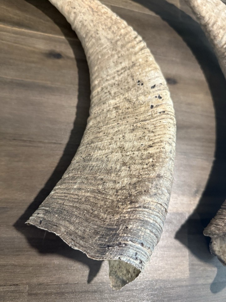 VERY NICE LARGE SET BIGHORN SHEEP HORNS SHELLS | eBay