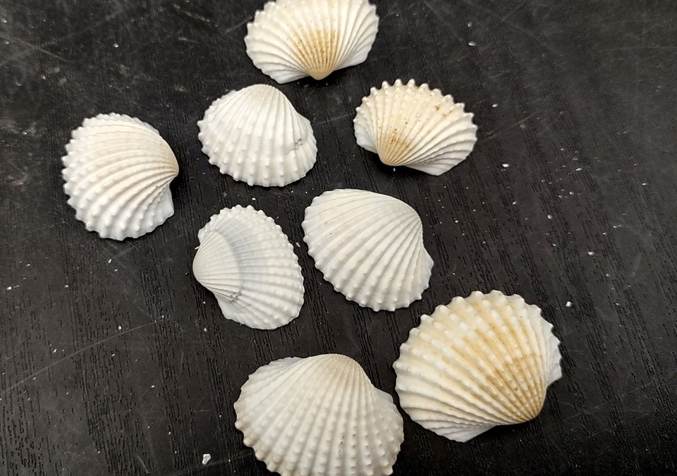 White Ark Clam Seashells (approx. half cup +/-50 shells 0.5+ inches ...
