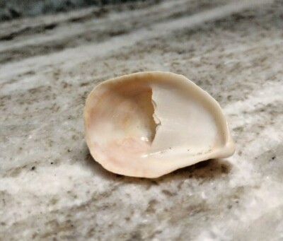 Atlantic Slipper Shell Craft Island of Palms SC 32.784150, -79.78862 G6 | eBay