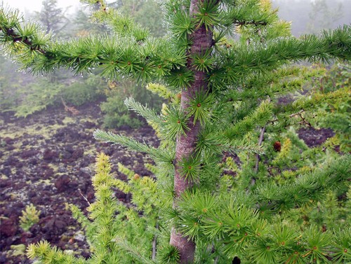 Japanese Larch - Live plant 12-14" tall 2 year old seedling - Great for ...