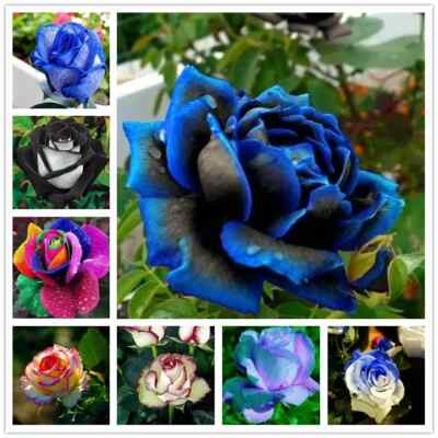 10 RARE ROSE SEEDS perennial flower garden bush plant tea USA SELLER W ...