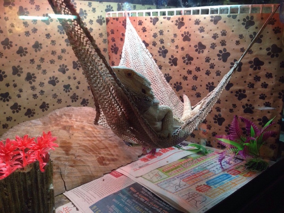 NATURAL BEIGE LRG ATTACHABLE RESTIN HAMMOCKS /PILLOW & BLANKET 4 ...