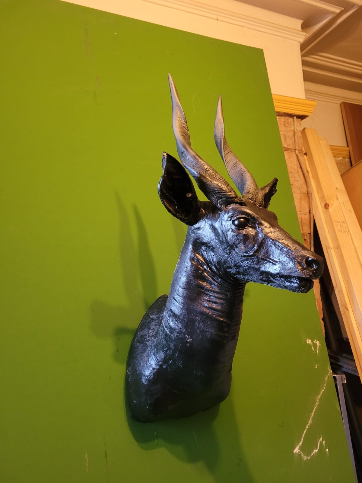 Taxidermy bushbuck antelope Stag black Antlers Horns Skull MORE ...
