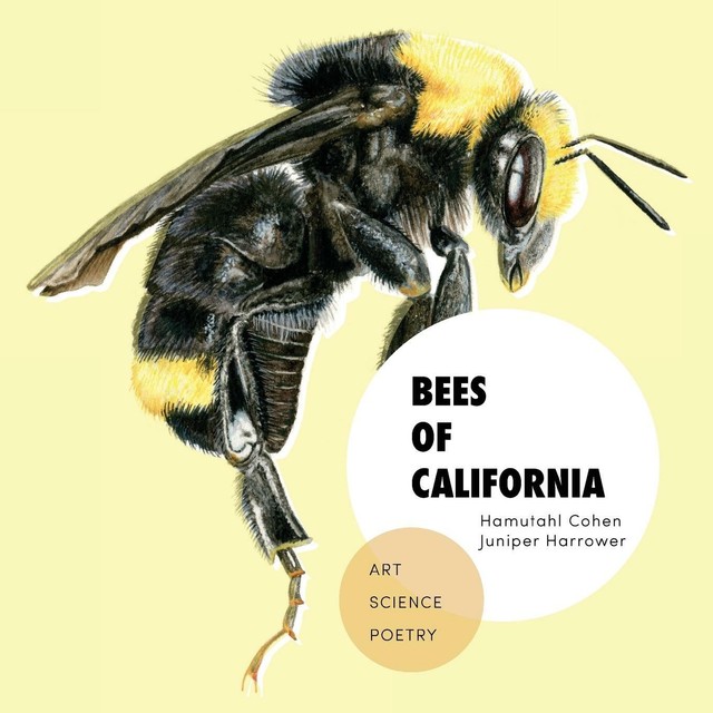 Bees of California von Juniper Harrower Hamutahl Cohen (2018, Taschenbuch) online kaufen | eBay.de