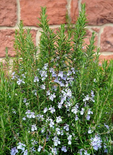 Boutures Romarin Rampant, Rosmarinus officinalis var. repens | eBay