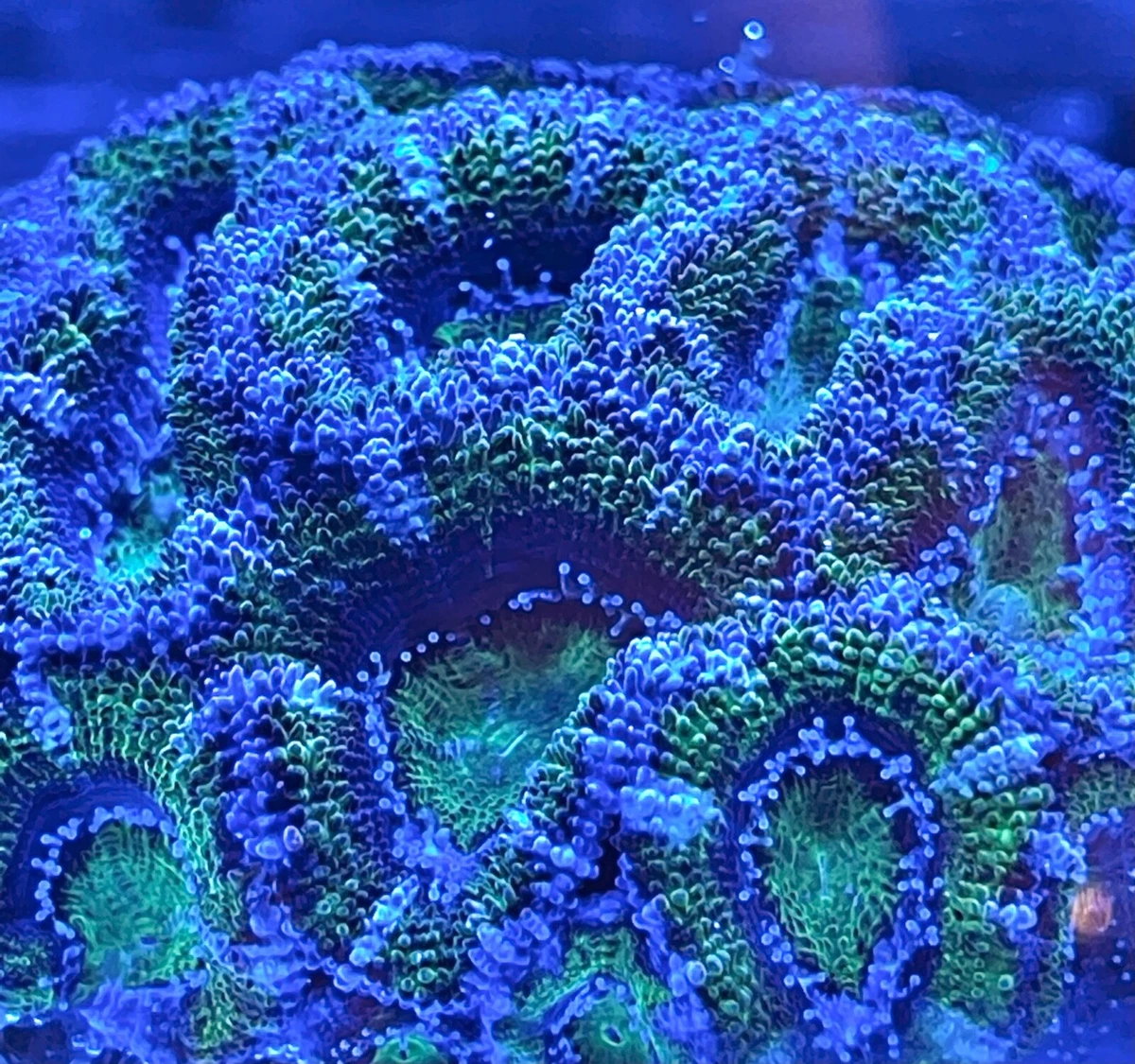 Aussie Acan Coral