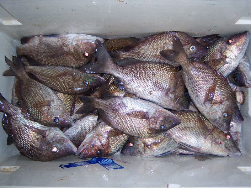 6 Surf - Pier Fishing Rigs: Pompano Whitings Croakers Snappers Porgy ...