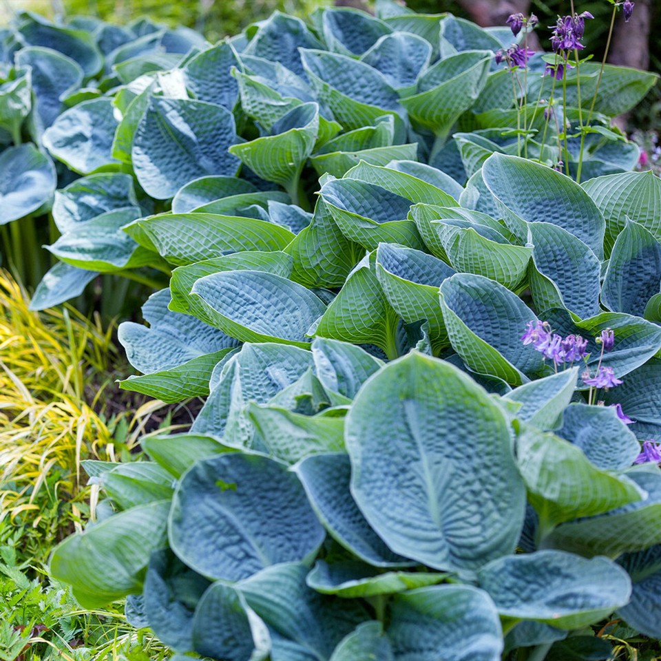 HOSTA 'BIG DADDY' HARDY PERENNIAL SHADE PLANT BEST BIG BLUE LEAF ...