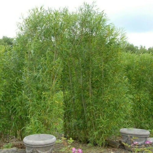 10 Super fast growing hybrid willow cuttings, all fresh cut, easy to ...