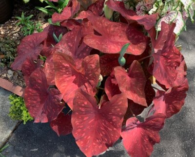 Caladium 'Dragon Heart' Size#2 (You get 2 bulbs) | eBay