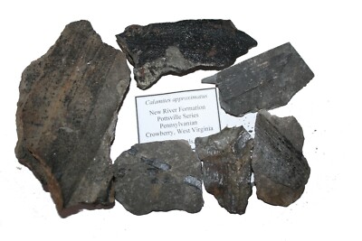 Pennsylvanian Carboniferous Plant fossil Calamites approximatus leaf ...