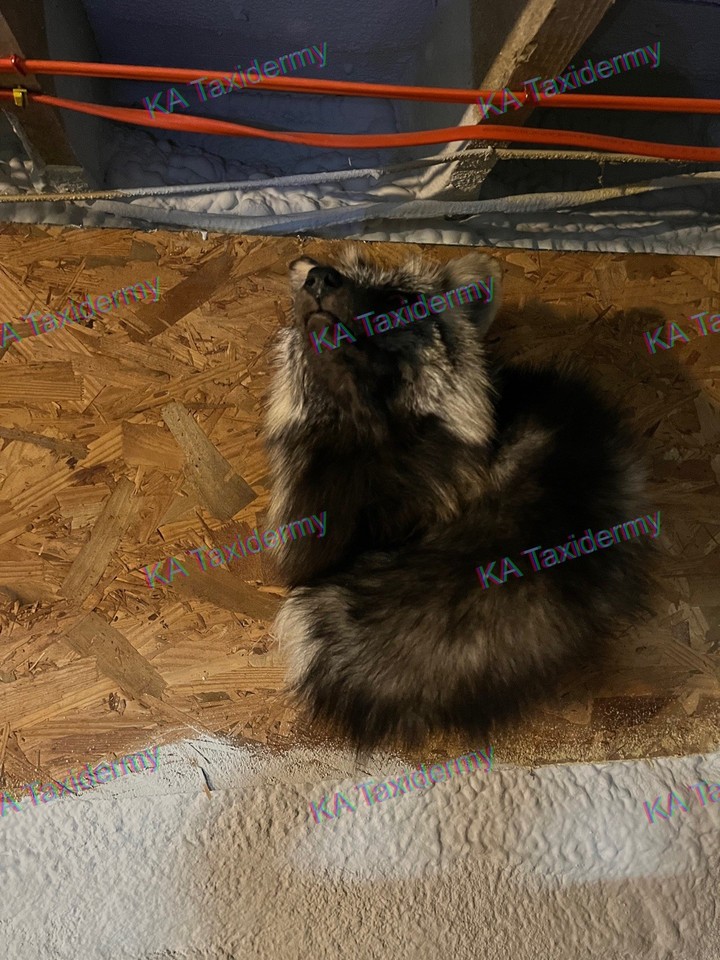 Taxidermy Wall Pedestal Golden Cross Ranch Fox Pelt Hide Skin Fur with ...