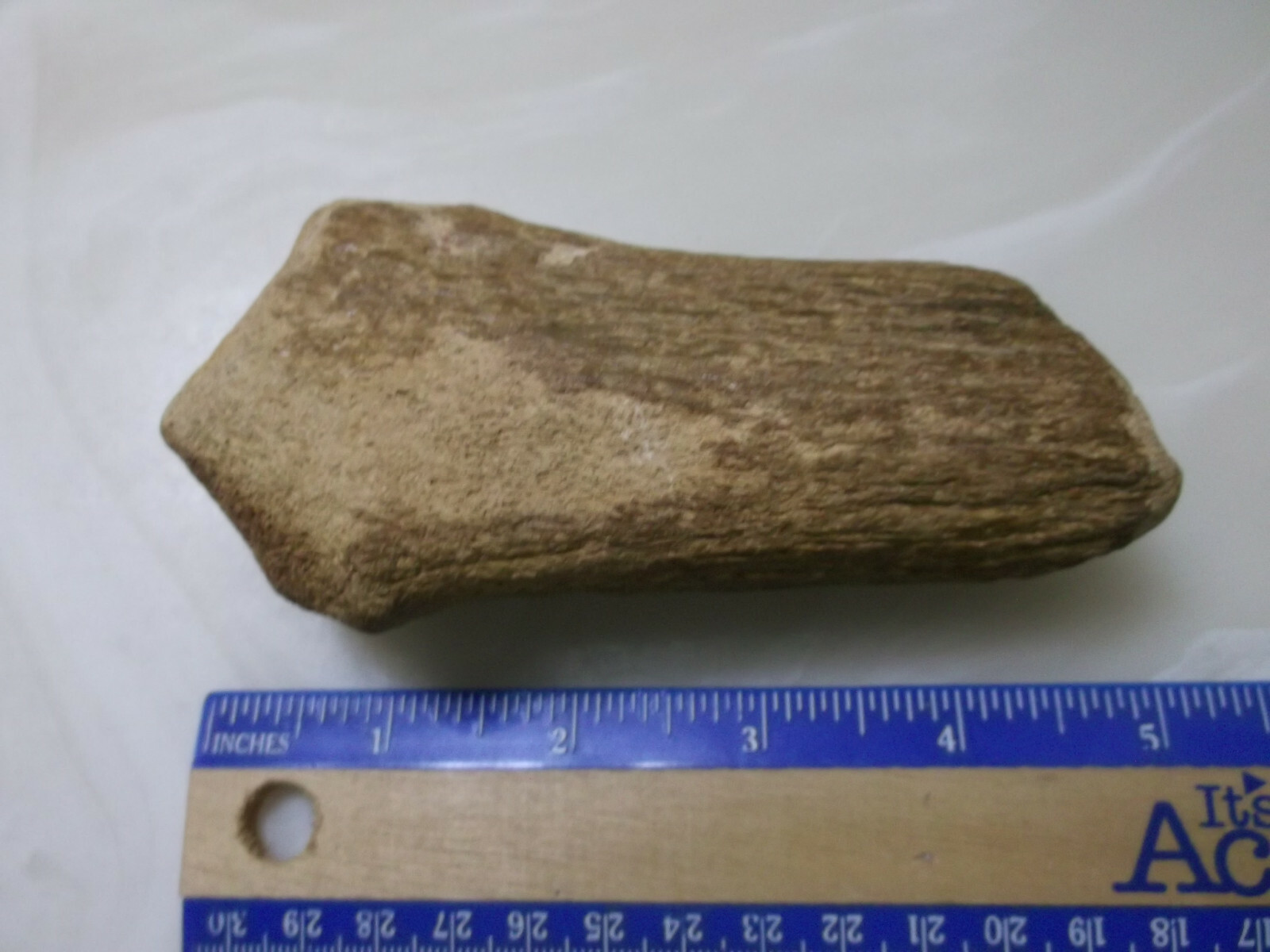"VERY RARE" Pleistocene Fossil Mule deer antler From Texas City Dike ...