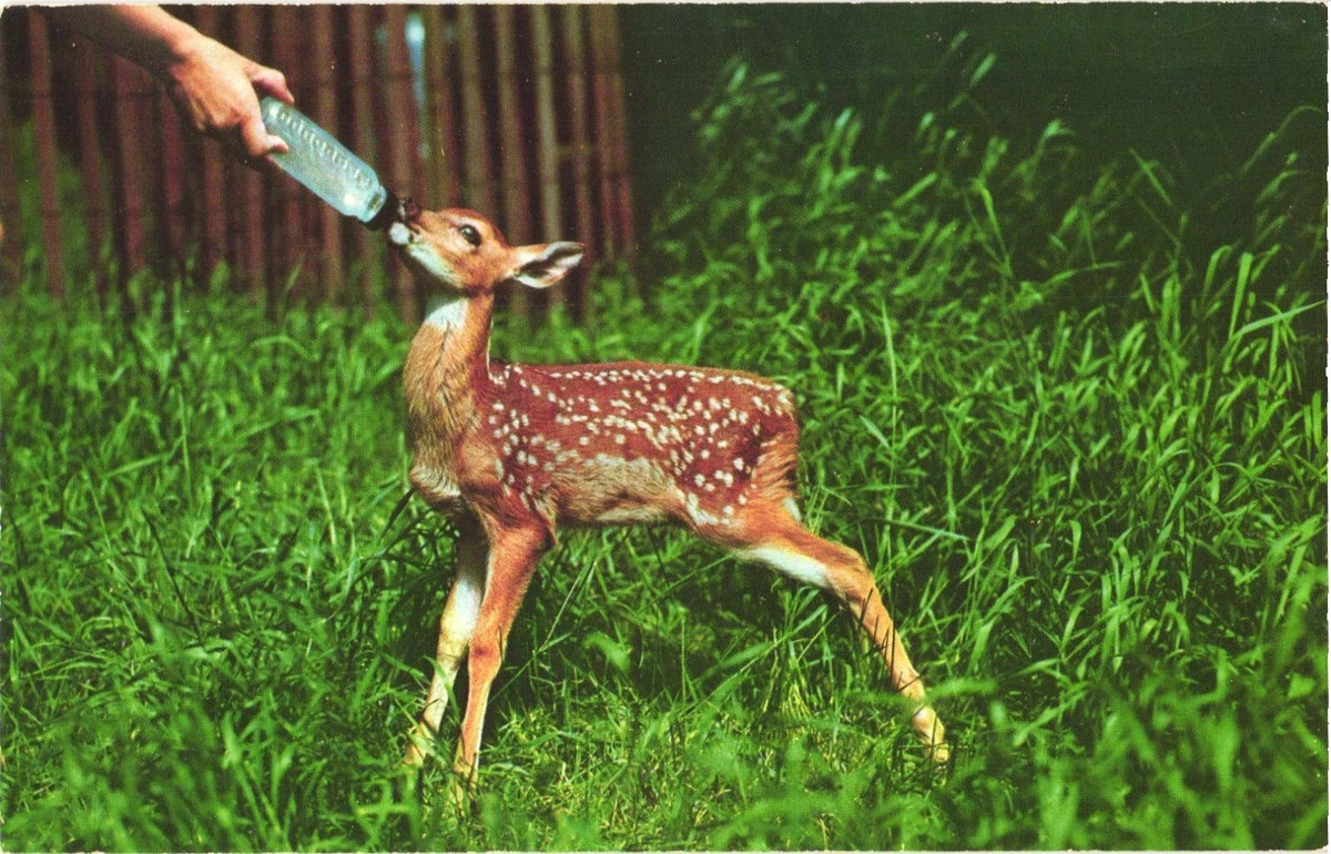 Baby Deer Eating Grass