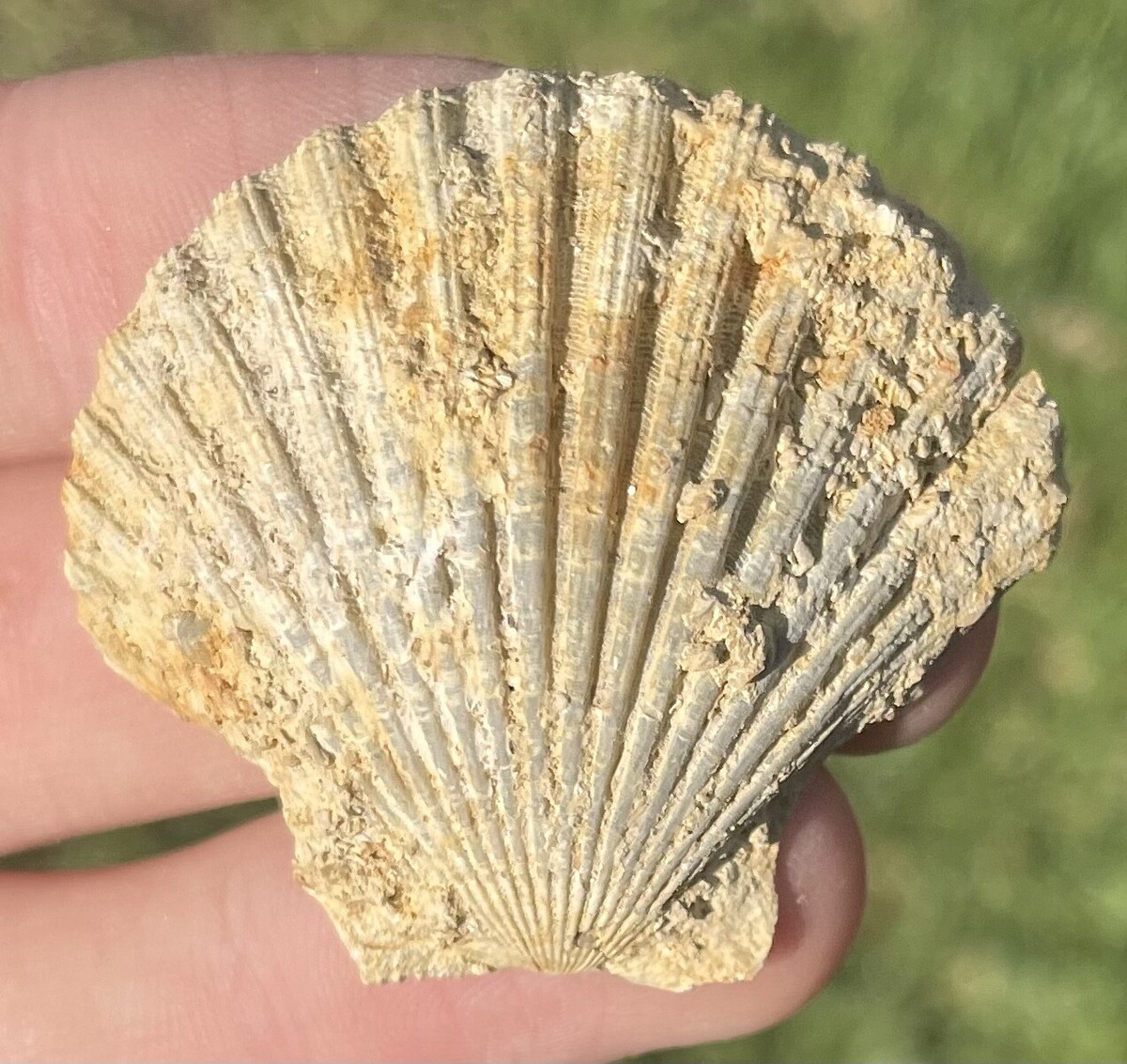 Bivalve Fossils