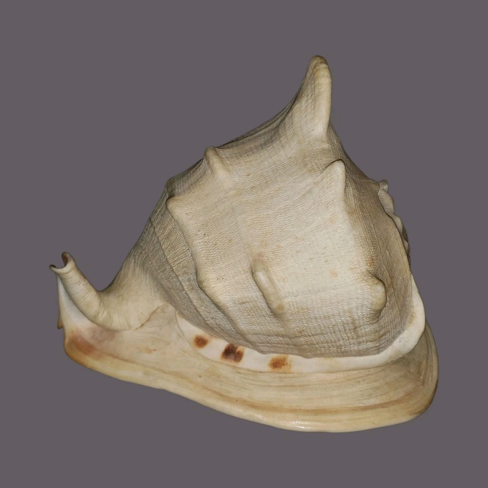 HORNED King Helmet CONCH SHELL Blowing Horn LARGE HAWAIIAN BEAUTIFUL ...