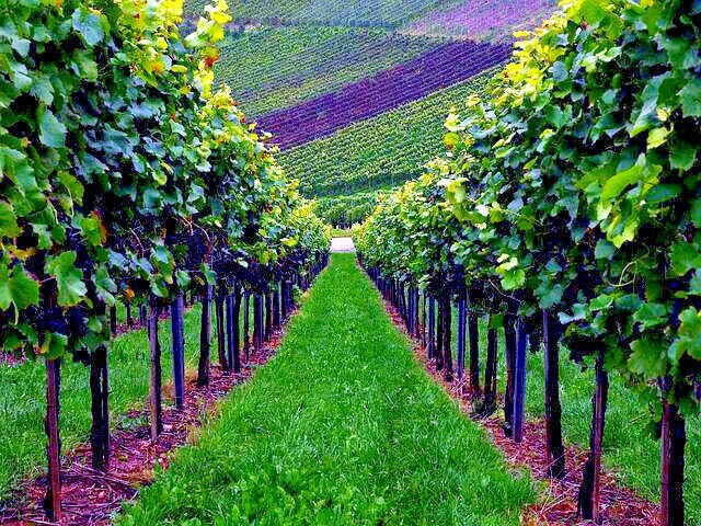20 WINE GRAPE SEEDS (Vitis vinifera) Vine Tree Fast Hardy Garden Fruit ...
