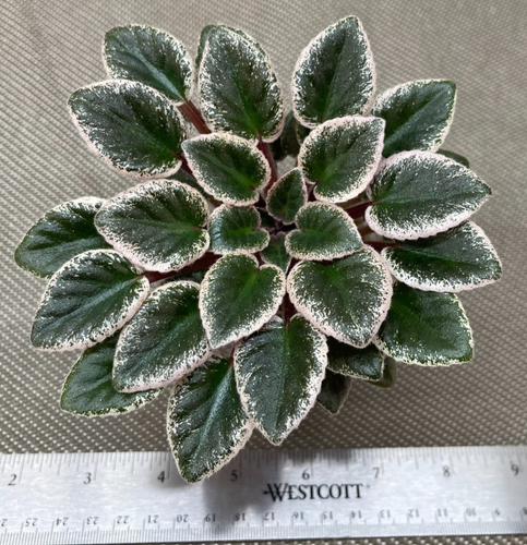 African Violet Plant - Rob's Dandy Lion ~ Variegated quilted semi-mini ...