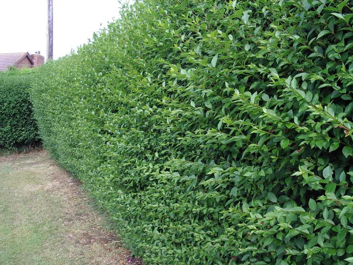 Ligustrum Japonicum Hedge