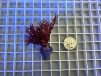 Dragon’s Breath Red Macro Algae Saltwater Marine Refugium Reef Tank ...