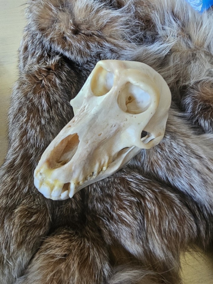 Baboon Skull (Real) | eBay