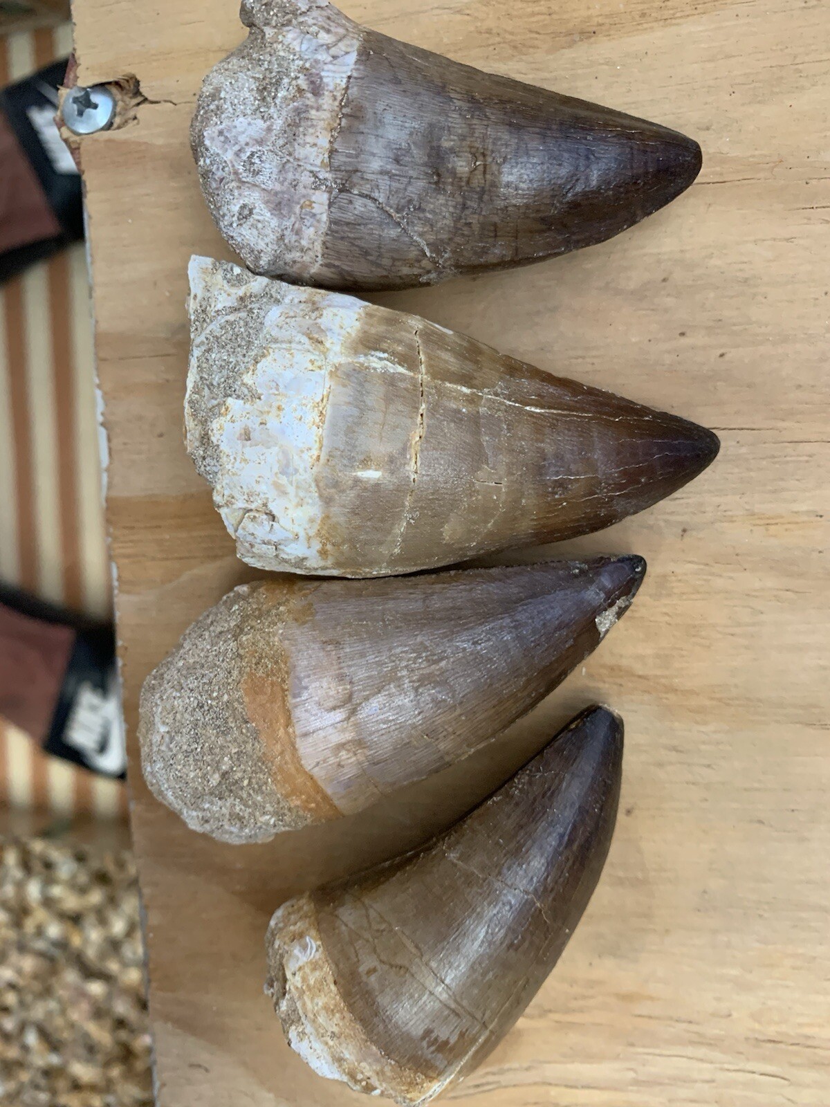 Amazing 4 Tooths Huge Mussaur Large Historic Marine Reptiles ...