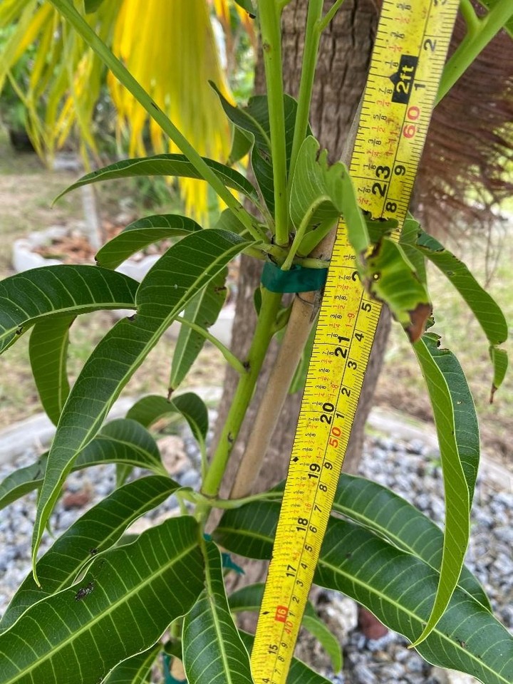 GRAFTED PINA COLADA MANGO TREE ~27" TALL DOT X GARY CROSS (MANGIFERA ...