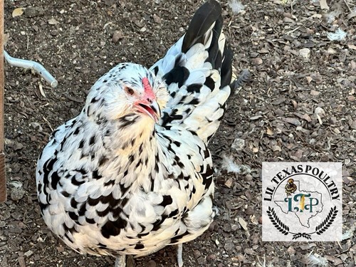 Ermine Ameraucana Hatching Eggs 12 rare | eBay