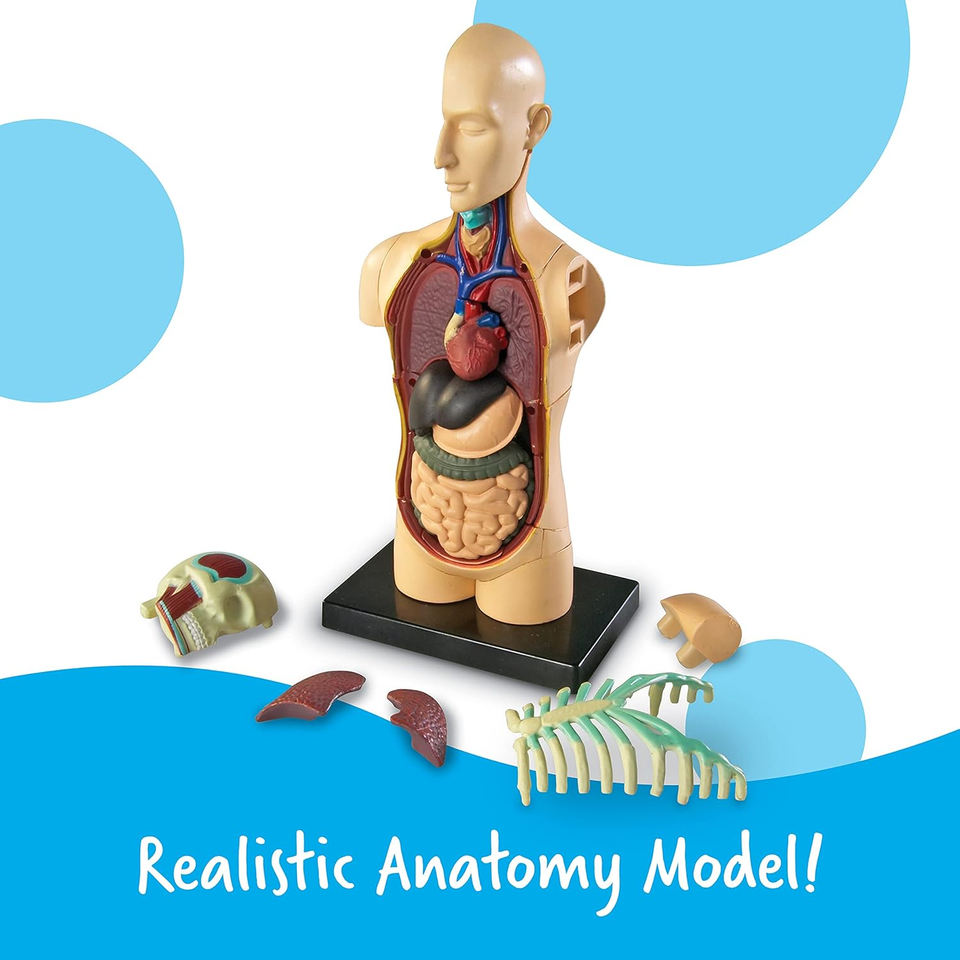 Human Body Model, Science Classroom Demonstration Tools, Realistic ...