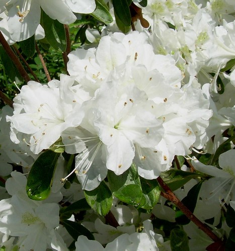 ~~DELAWARE VALLEY WHITE~~Azalea Rhododendron Deciduous Starter Plant ...