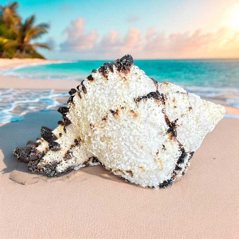 Conch Seashell Black White Spiky Natural Big Decorative Sea Shell Beach ...