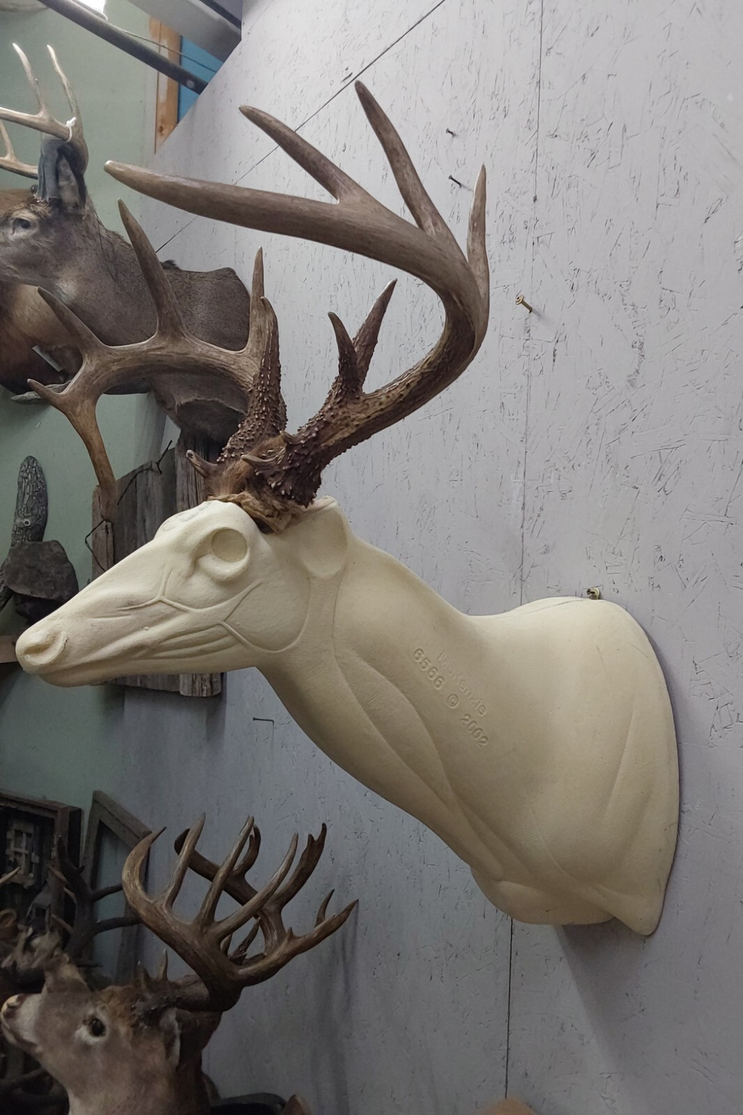 HUGE 157" MINNESOTA DEER DROP TINE ANTLERS TAXIDERMY MOUNT HORNS SHED ...
