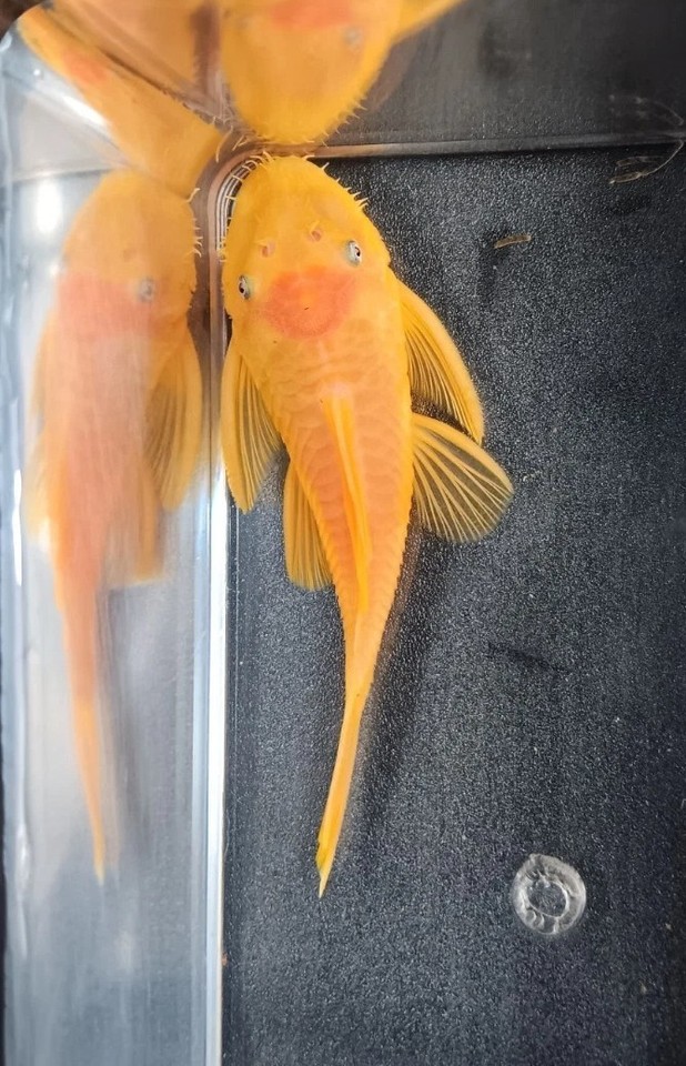 Adult MALE Golden Blue-Eye Bristlenose Pleco, @ 4"+ Ancistrus sp. LIVE ...