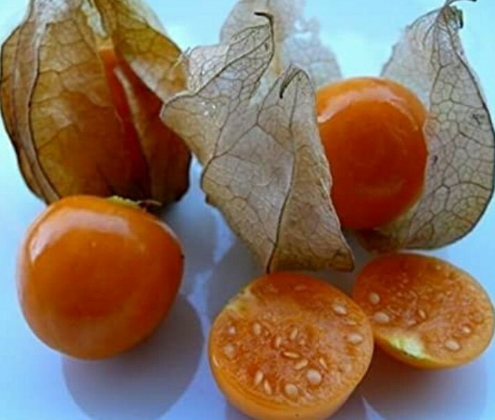Cape Gooseberry Fruit