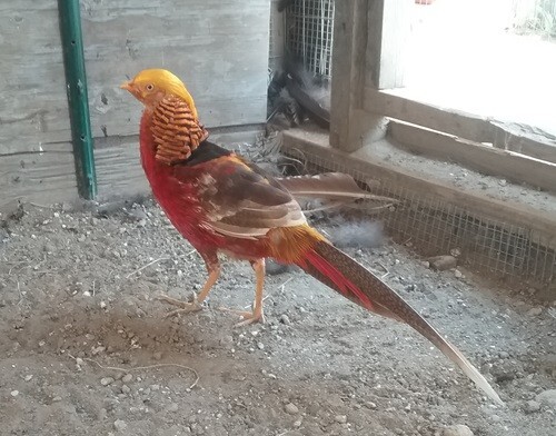 4 Cinnamon Golden Pheasant Hatching Eggs, NPIP | eBay
